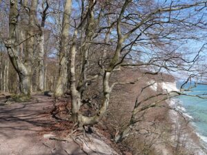 Wandern auf Rügen: Von Sassnitz zum Königsstuhl